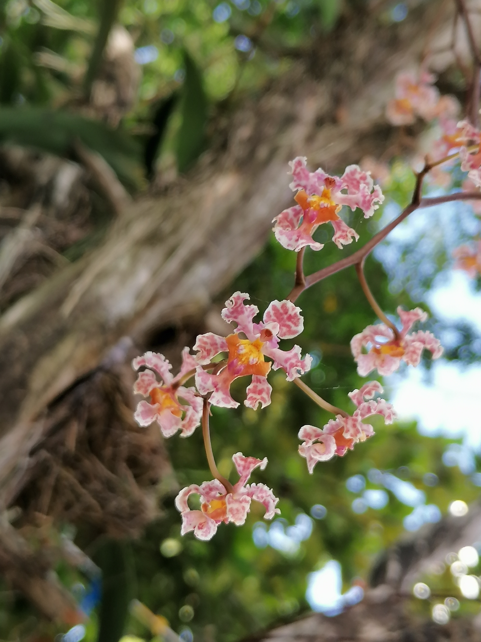 Trichocentrum oerstedii (Rchb.f.) R.Jiménez & Carnevali