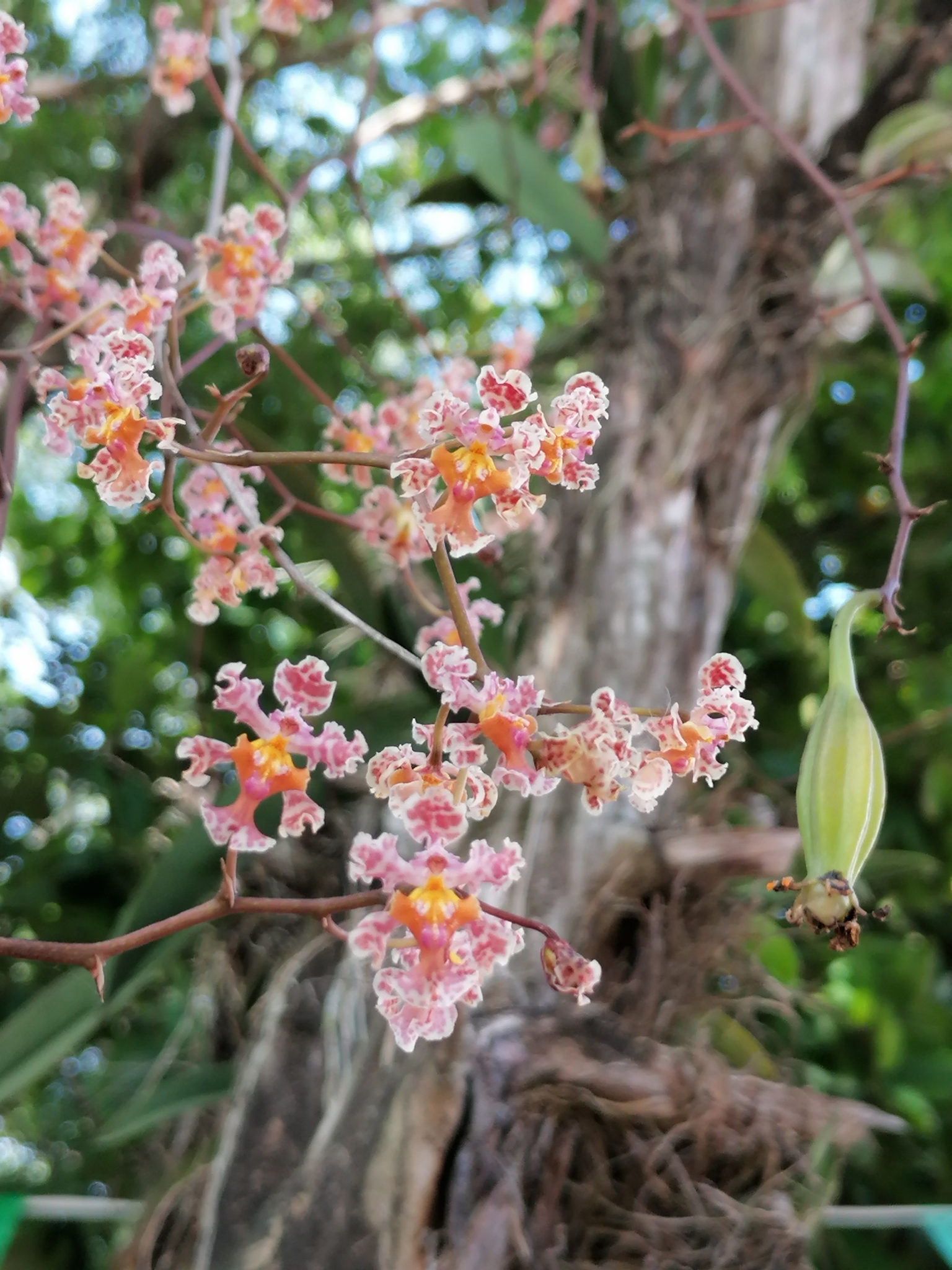 Trichocentrum oerstedii (Rchb.f.) R.Jiménez & Carnevali