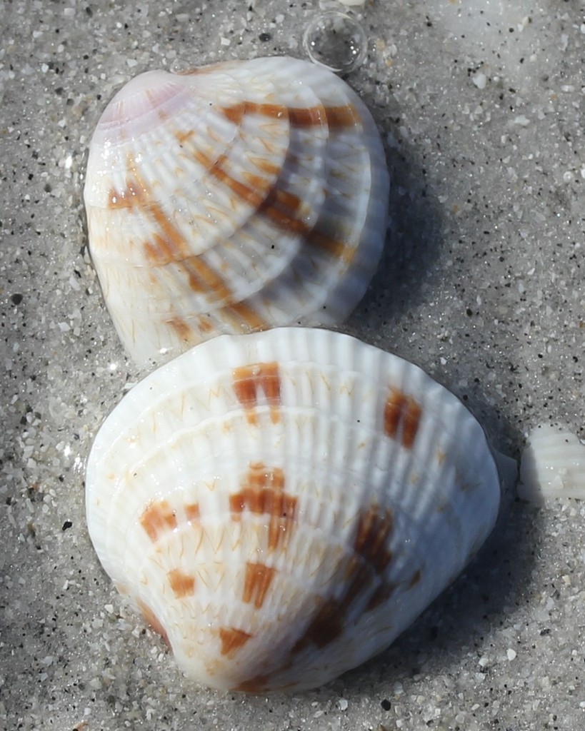 Cross-barred Venus (Common Organisms in Sarasota Bay) · iNaturalist