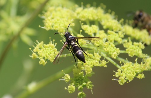 Carmenta mimosa · iNaturalist