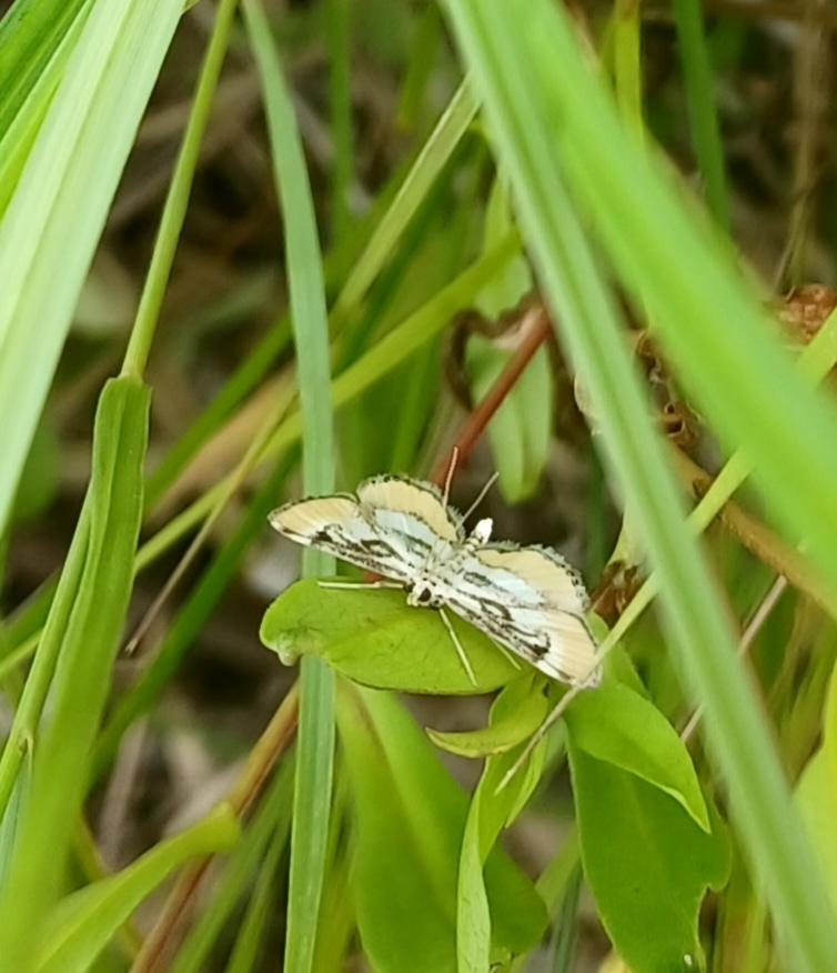 Crambid Snout Moths from Boissevain, MB R0K 0E0, Canada on July 31 ...