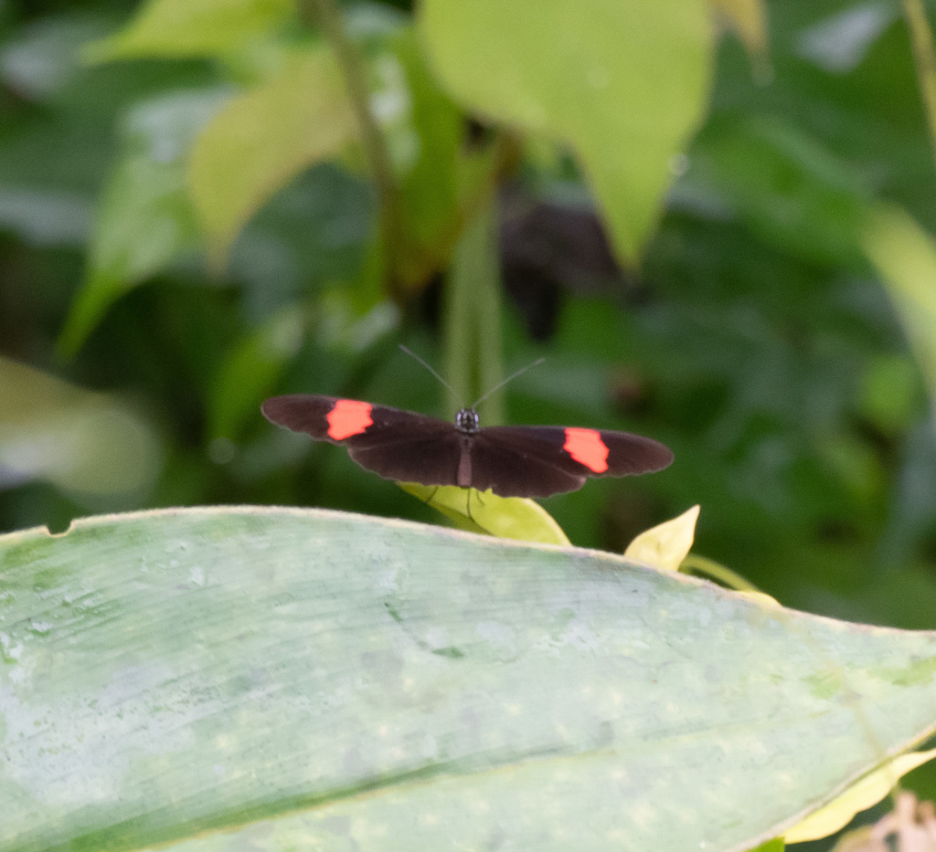 Red Postman from Darién Province, Panama on July 13, 2021 at 06:14 AM ...