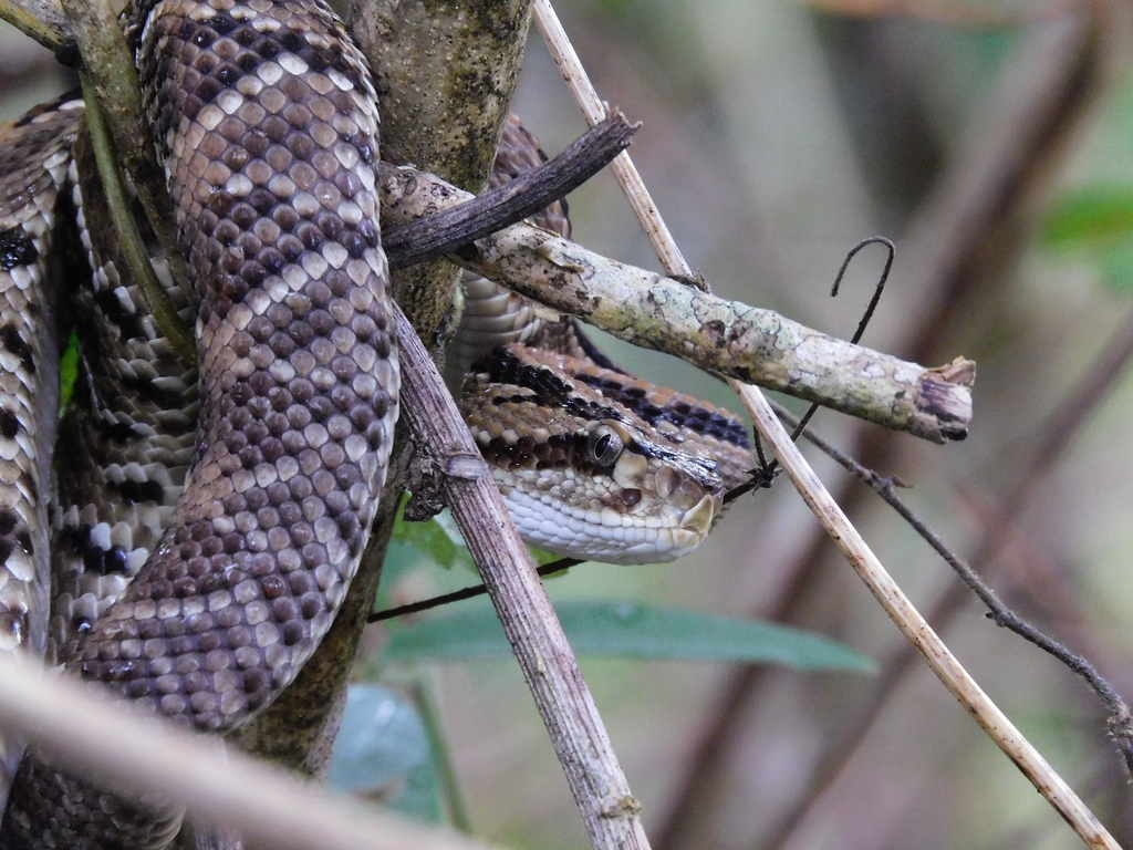 Central American Rattlesnake from Provincia de Puntarenas, Costa Rica ...