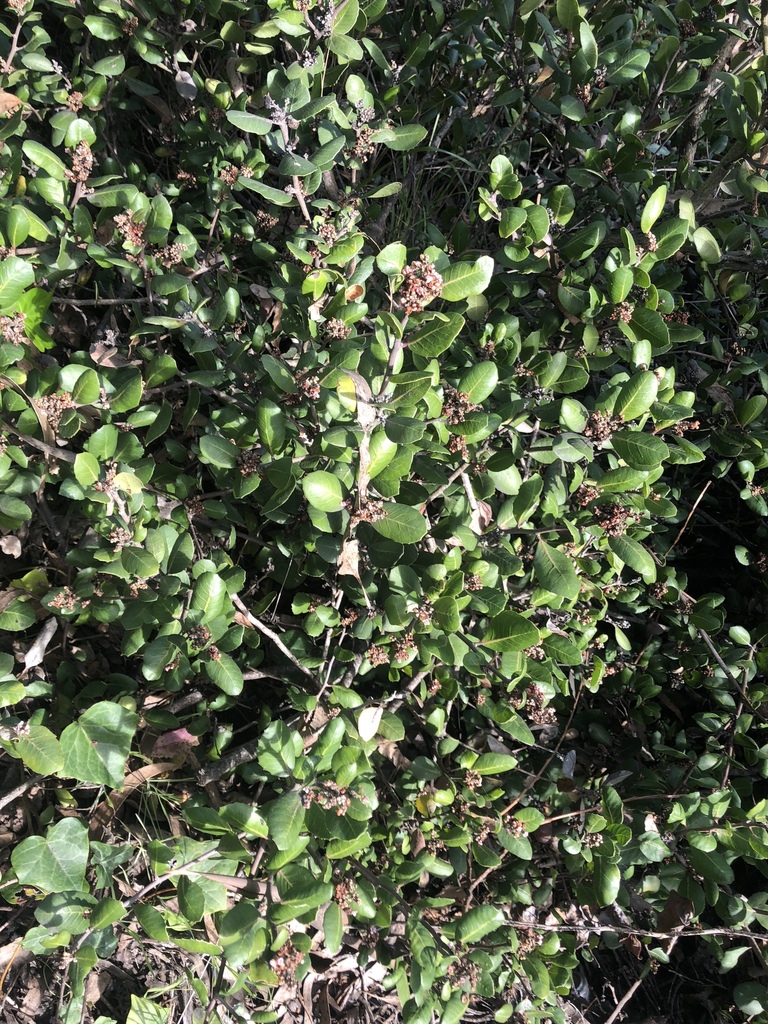 lemonade berry from 148–194 Macalla Rd, San Francisco, CA, US on April ...