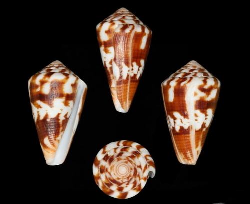 Cono Orion (Conus orion)