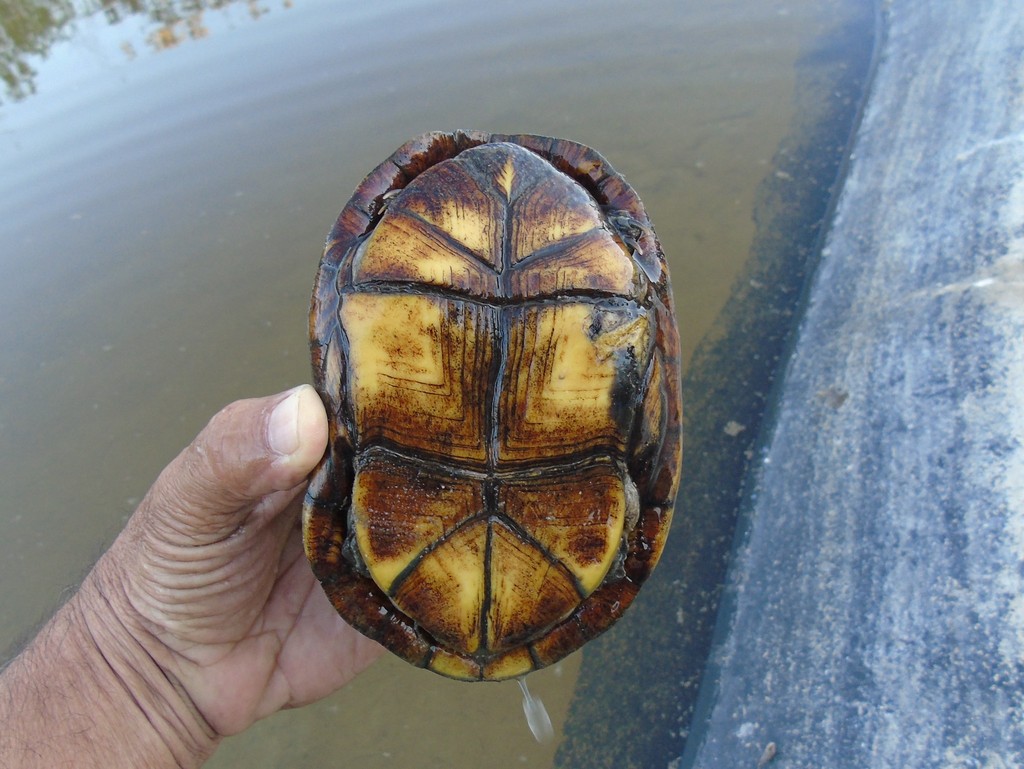 Mexican Mud Turtle from Sinaloa, MX on January 10, 2015 at 05:15 PM by ...