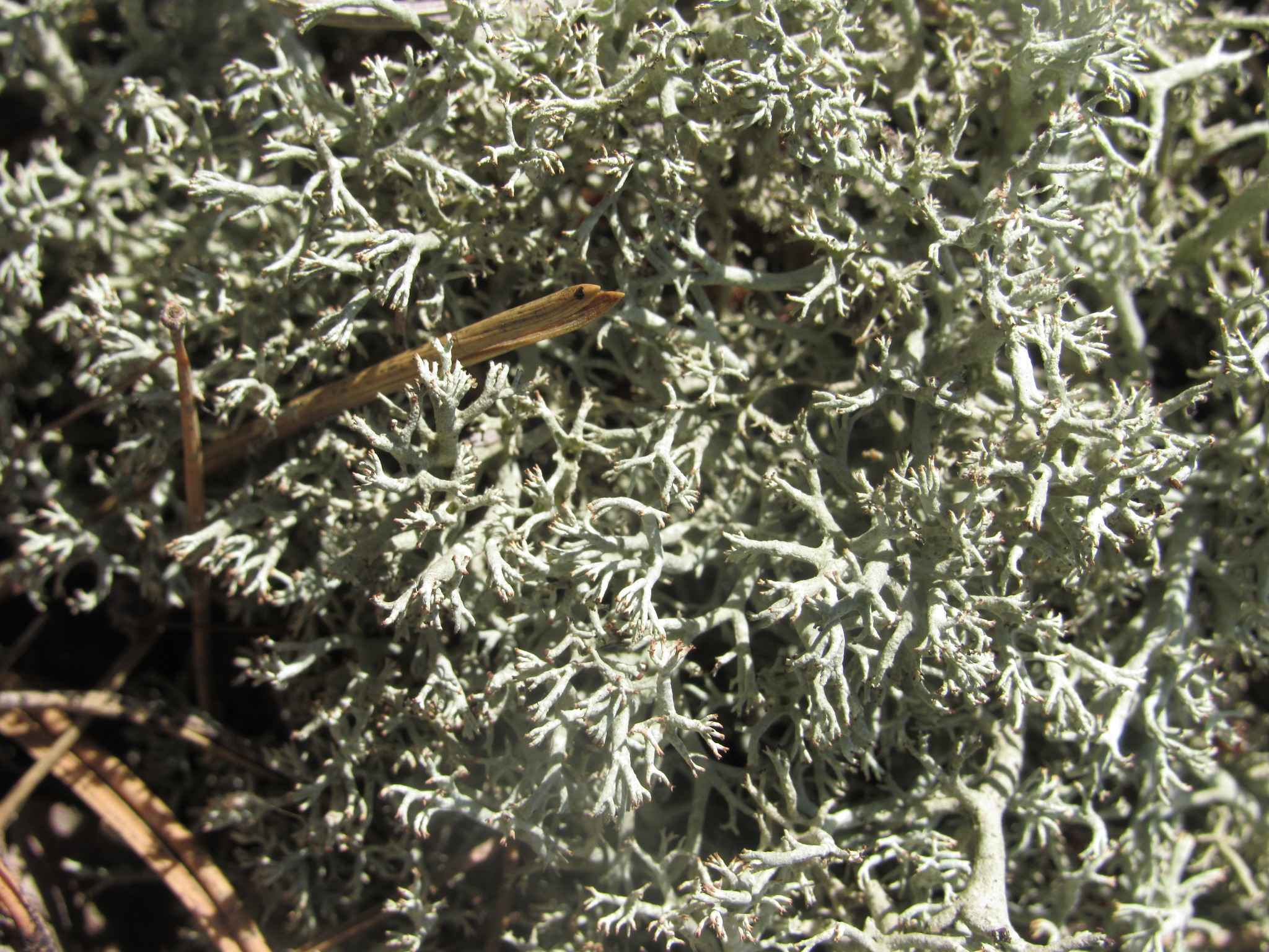Cladonia mitis Sandst.