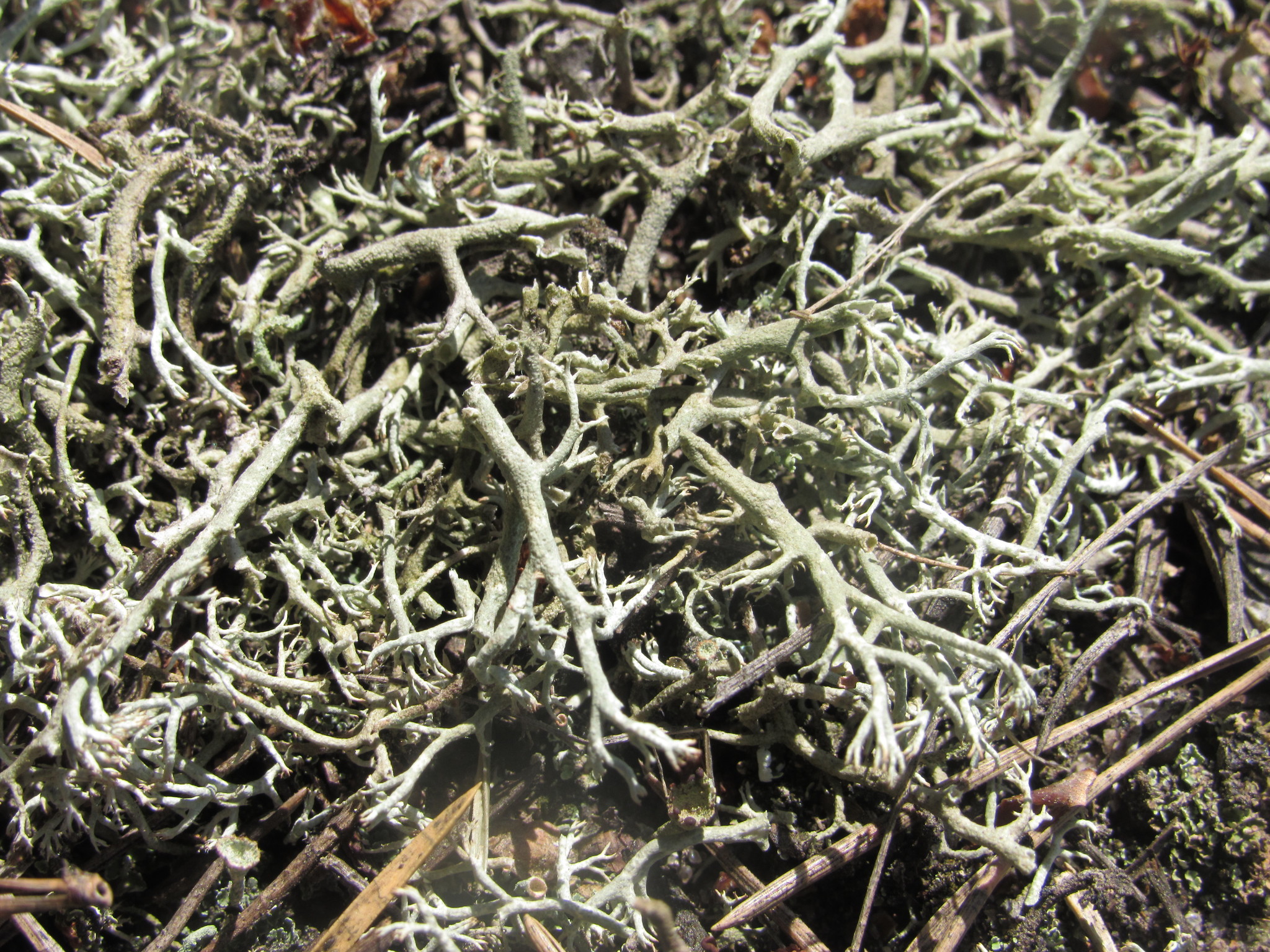 Cladonia mitis Sandst.