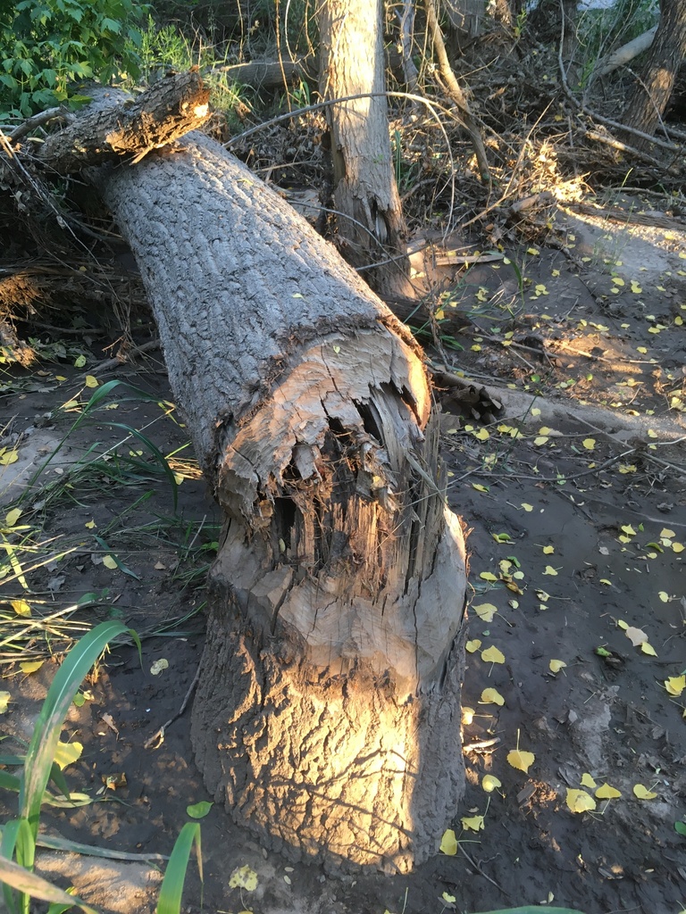 American Beaver from Camp Verde, AZ 86322, USA on July 31, 2021 at 07: ...