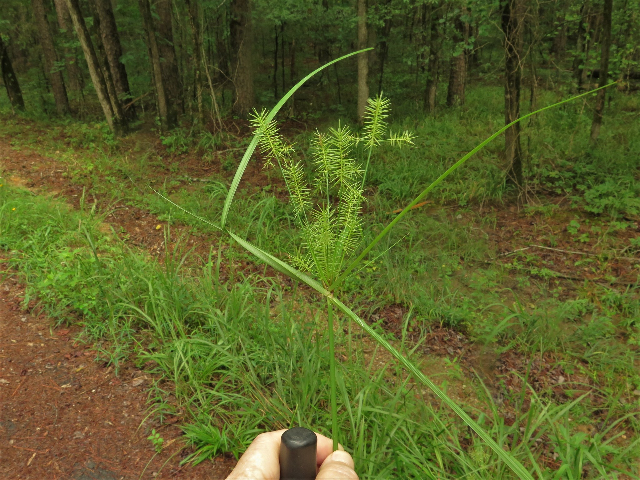 Cyperus refractus Engelm. ex Boeckeler