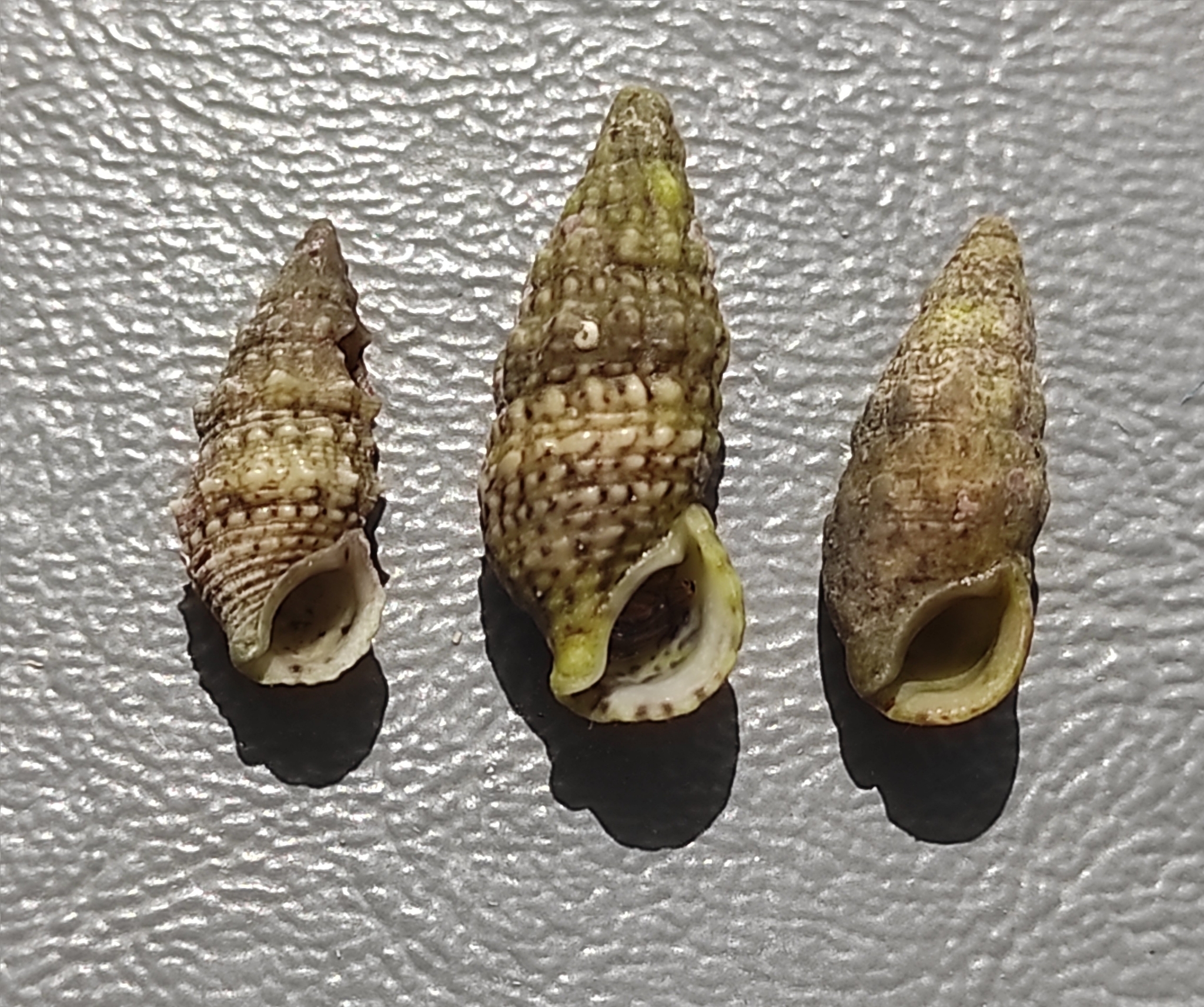 Cerithium lividulum Risso, 1826