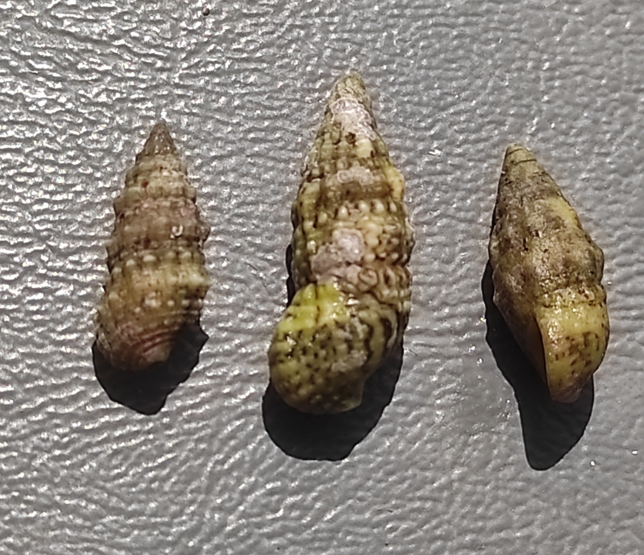 Cerithium lividulum Risso, 1826