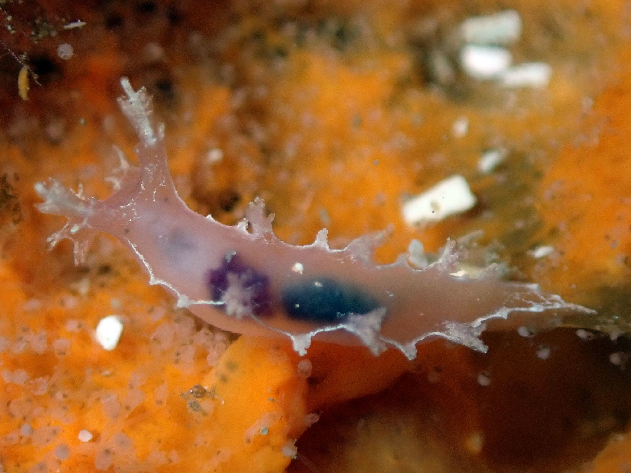 Marionia blainvillea (Risso, 1818)