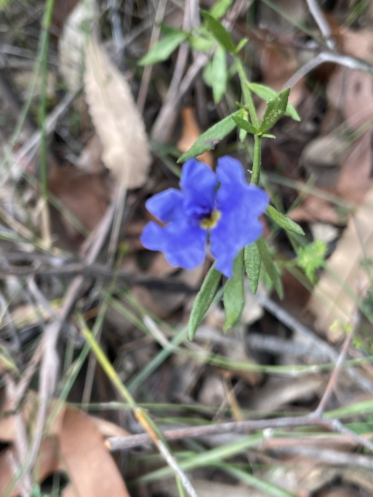 Blue Dampiera from Royal National Park, Sydney, NSW, AU on August 02 ...