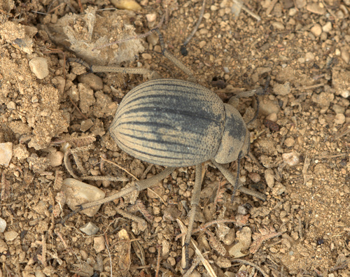 Pimelia intervallaris · NaturaLista Colombia