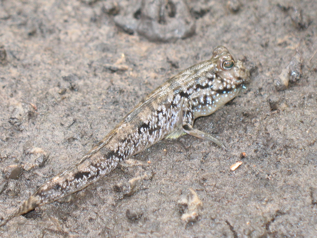 Atlantic Mudskipper (Periophthalmus barbarus) - Marine Life Identification