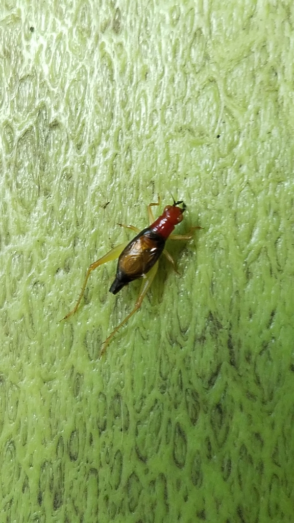 Red-headed Bush Cricket in August 2021 by klanderson · iNaturalist