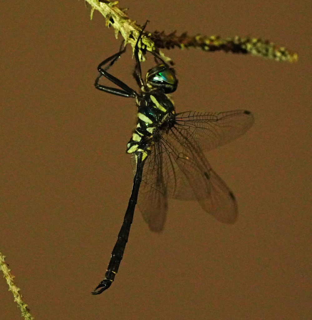 Texas Emerald in July 2021 by Benjamin Schwartz. Posed male. · iNaturalist