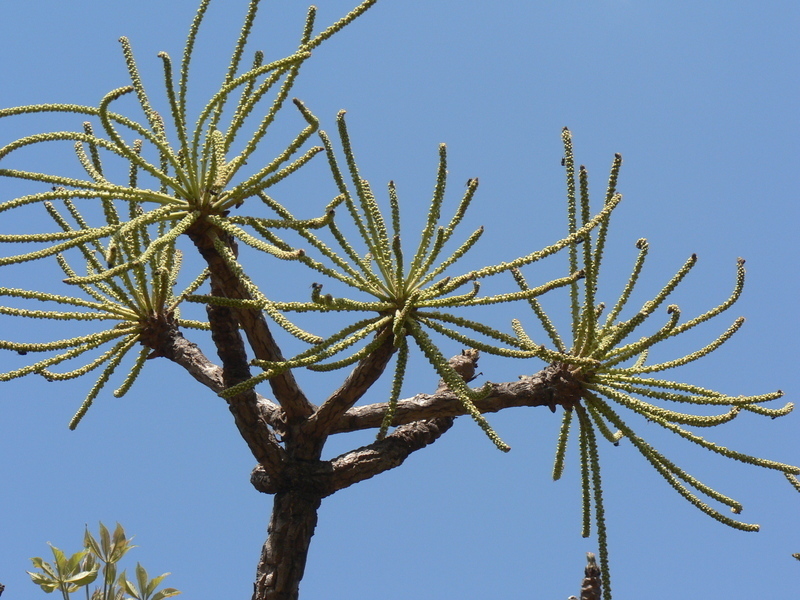 South African cabbage trees (Cussonia) - Botanical Realm
