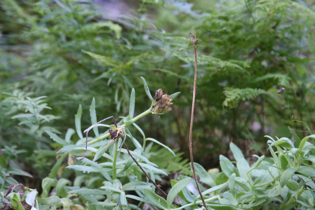 Leedy's Roseroot in August 2021 by Derek Anderson · iNaturalist