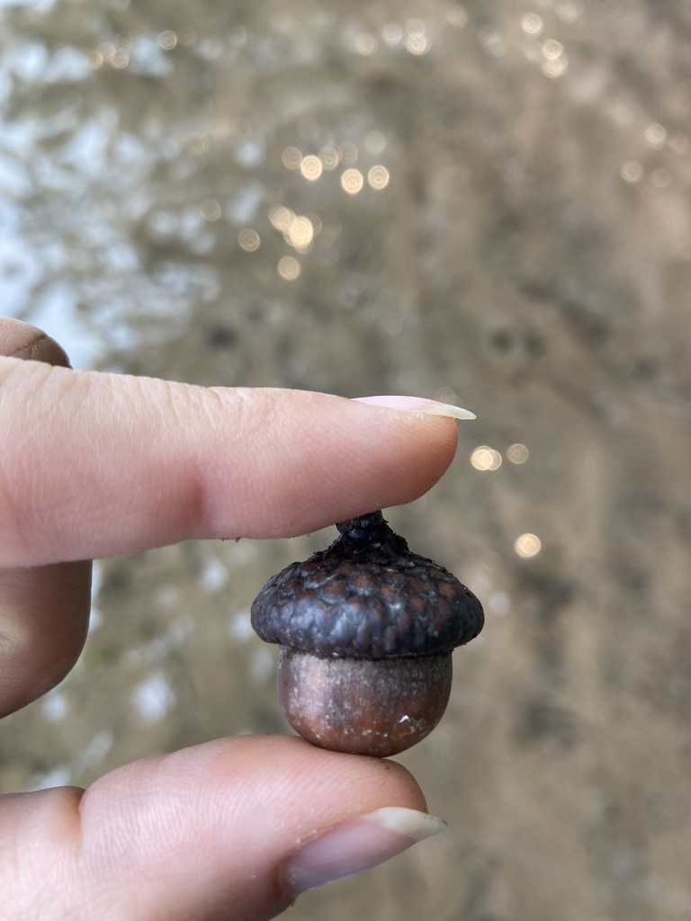 northern pin oak from Upper Eau Claire Lake, Solon Springs, WI, US on ...