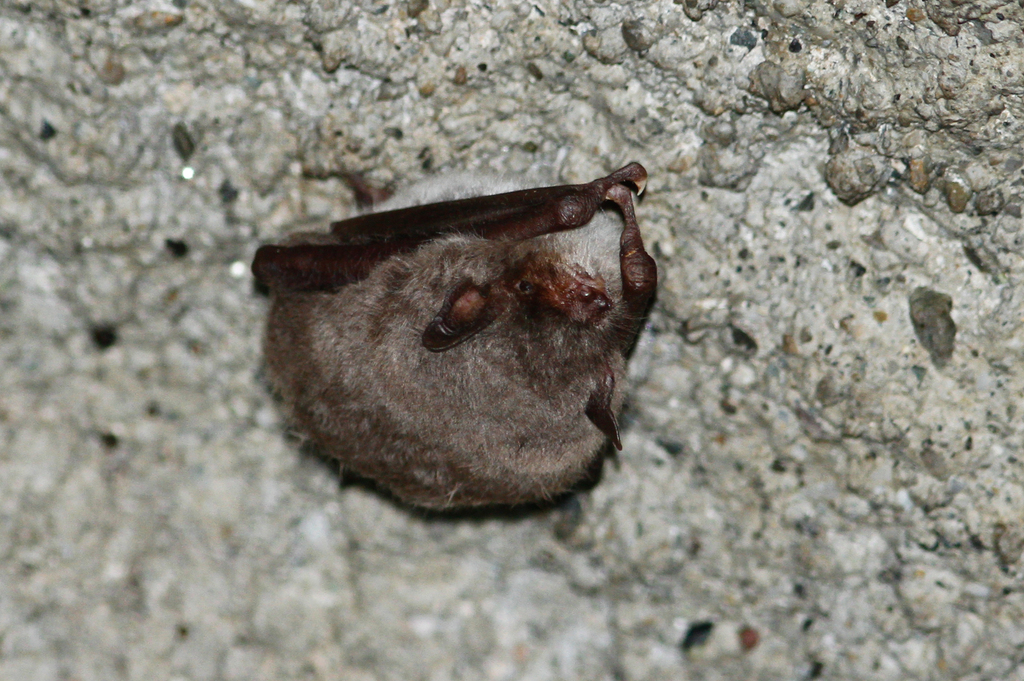 Long-fingered Bat in March 2011 by Julien Renoult · iNaturalist