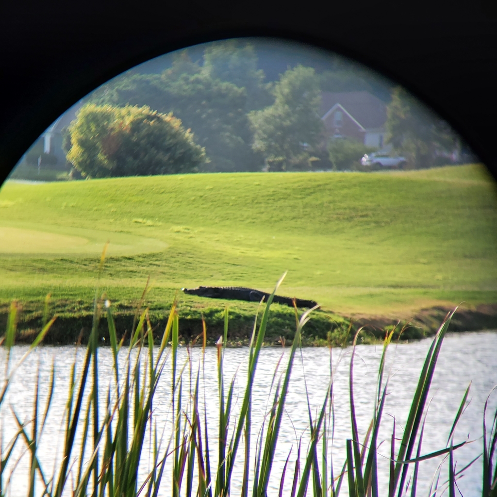 American Alligator in August 2021 by Joe Villari · iNaturalist