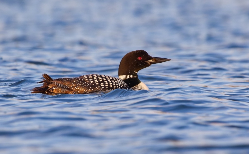 Common Loon from Miller Lake, Miller Lake, ON, CA on July 31, 2021 at ...