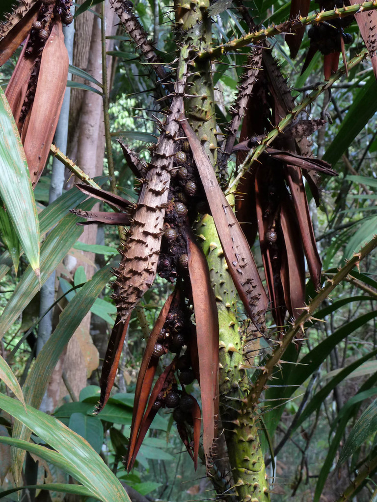 Daemonorops didymophylla from Bukit Timah, Singapore on November 9 ...