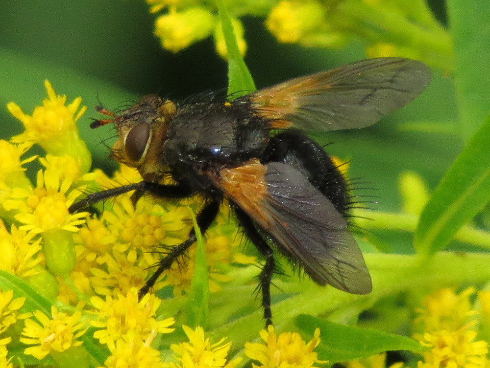 Tachina (POLINIZADORES DE LUPINUS EN ECUADOR) · iNaturalist