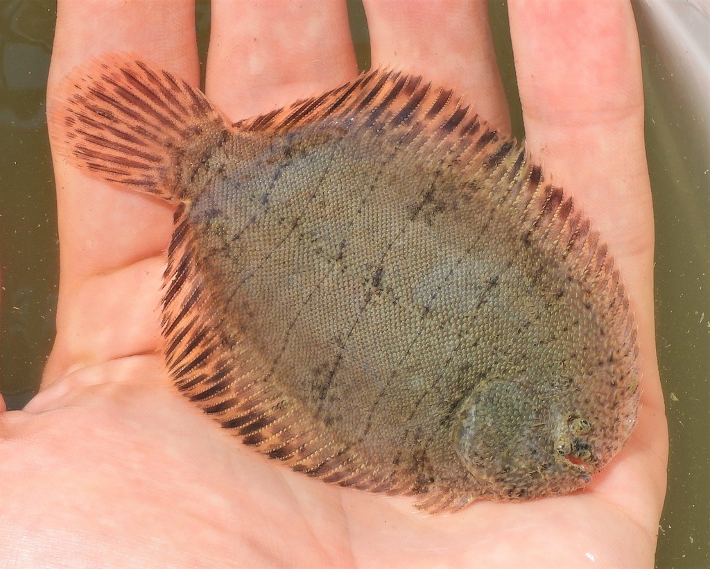 Hogchoker (Saltwater Fish of Mississippi) · iNaturalist