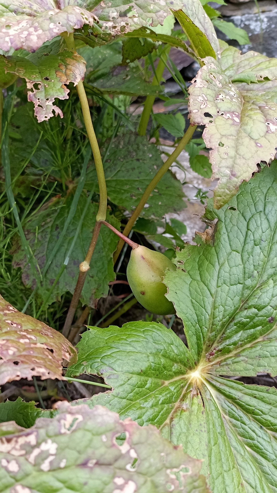 Podophyllum hexandrum Royle
