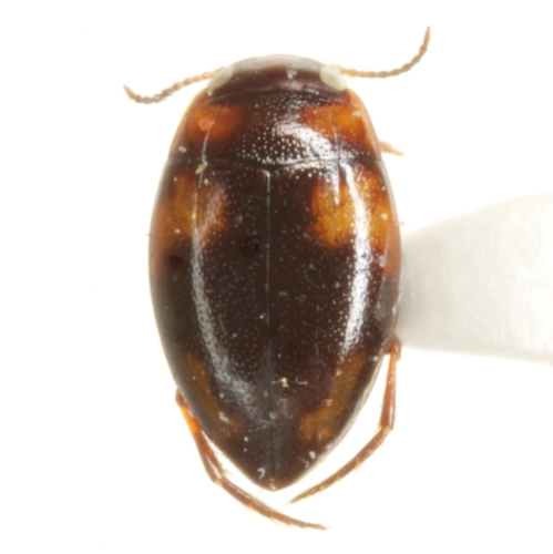Neoclypeodytes fryii · iNaturalist
