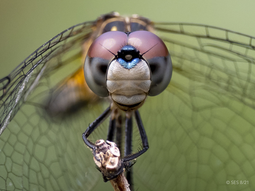Blue Dasher from Oakwood Dr, Longmont, CO, US on August 02, 2021 at 10: ...