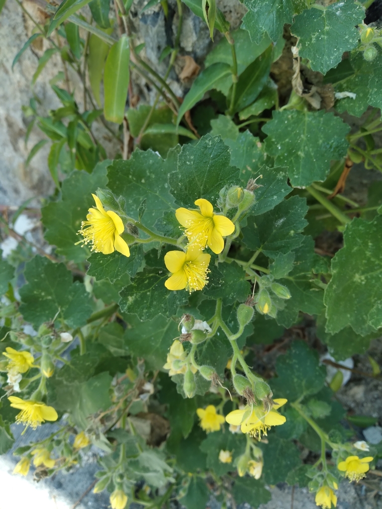 Eucnide lobata (Guía de coetzala) · iNaturalist