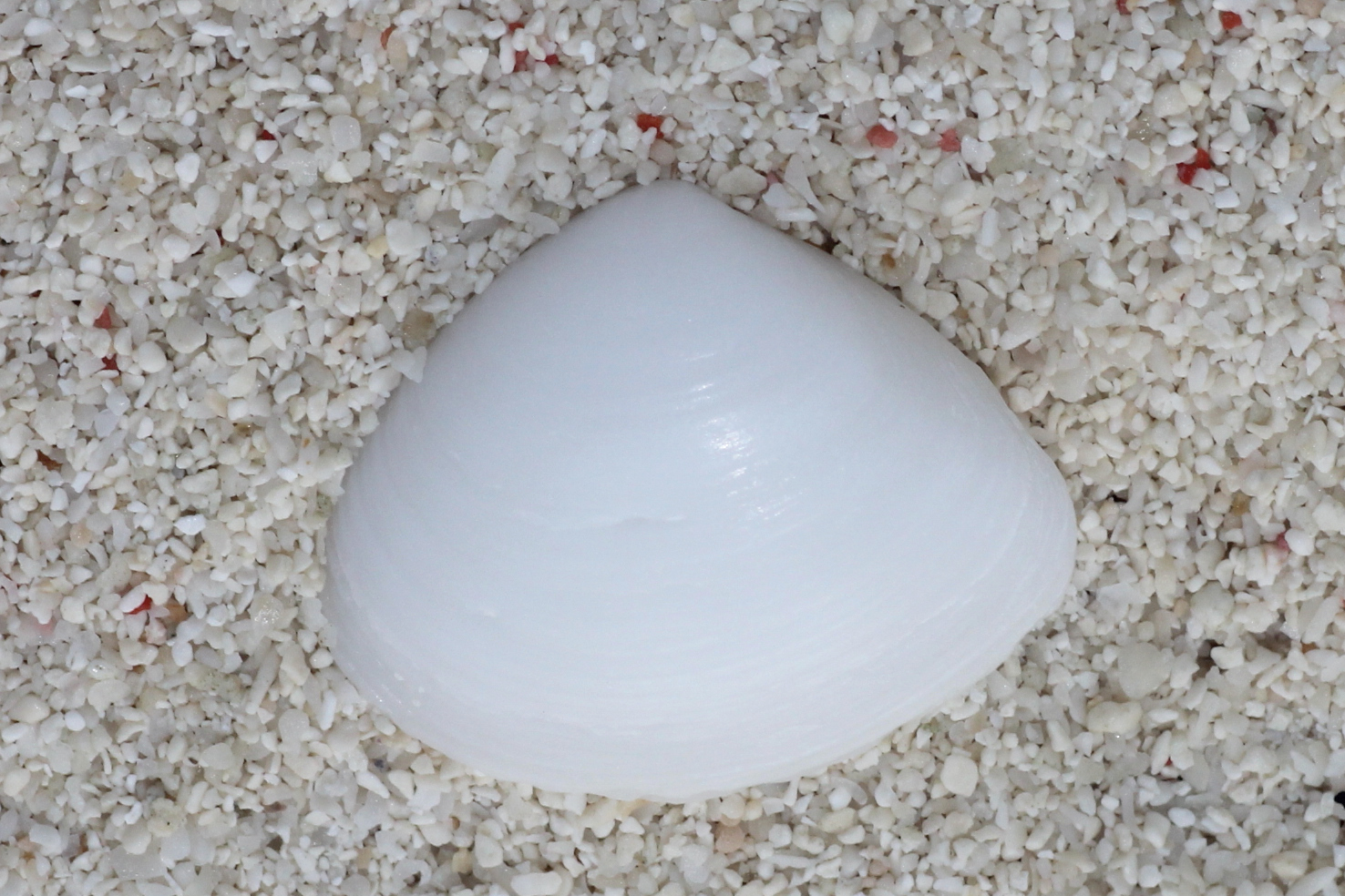 Atactodea striata (Gmelin, 1791)