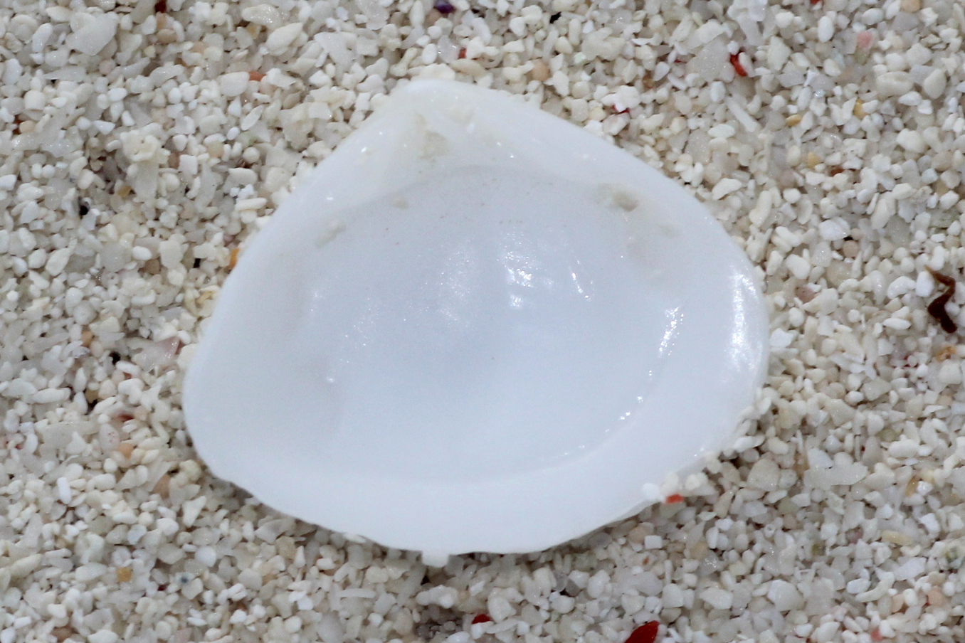 Atactodea striata (Gmelin, 1791)