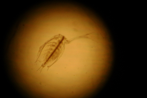 Genus Penilia · iNaturalist