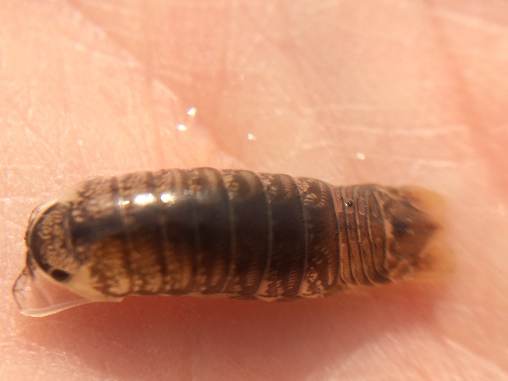 Fish-associated Isopods from San Mateo County, CA, USA on April 4, 2018 ...