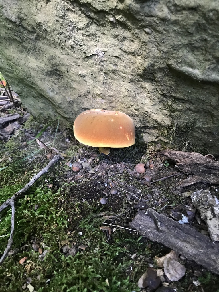 Neoboletus from Albert Johnson Rd, Nashville, IN, US on August 2, 2021 ...