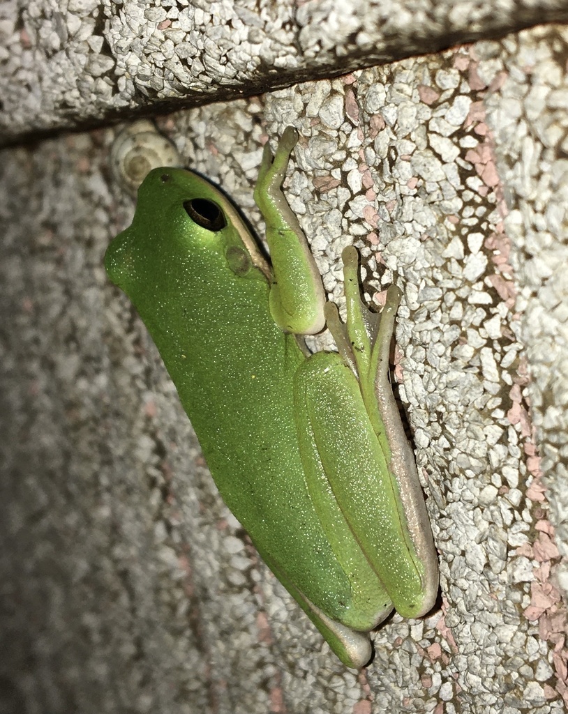 Green Treefrog in August 2021 by sterlingblack · iNaturalist
