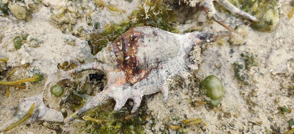 Common Spider Conch from Tanzanie on July 26, 2021 at 12:29 PM by ...