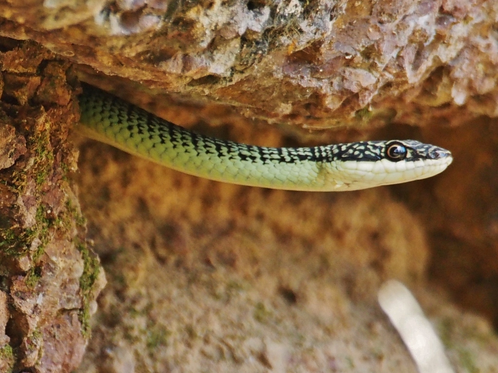 Golden Tree Snake (Chrysopelea ornata) - Snakes and Lizards