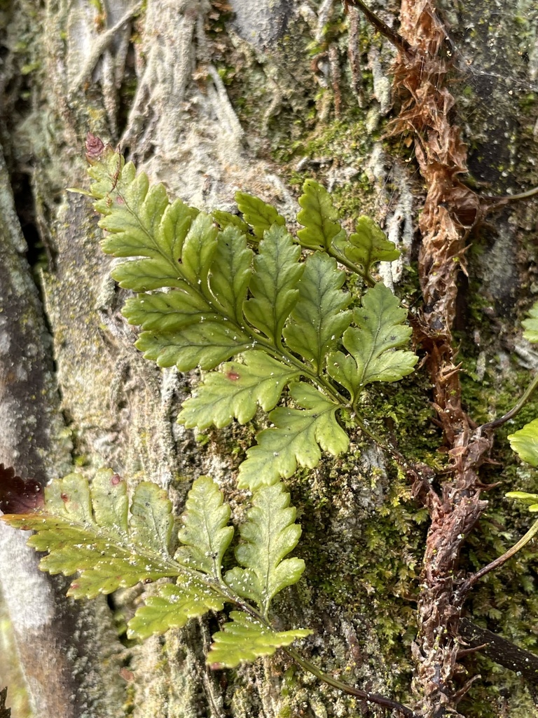 leatherleaf fern (Rumohra adiantiformis) - Botanical Realm