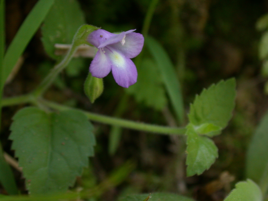 Hong Kong Torenia in October 2002 by lecanorchis · iNaturalist