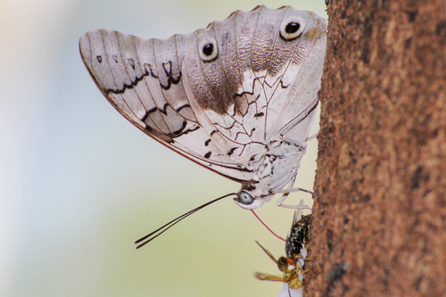 Subspecies Prepona pylene philetas · iNaturalist