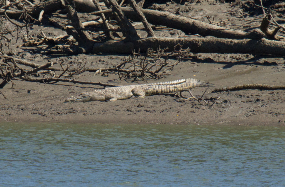 Saltwater Crocodile from Proserpine River boat ramp on July 17, 2021 at ...