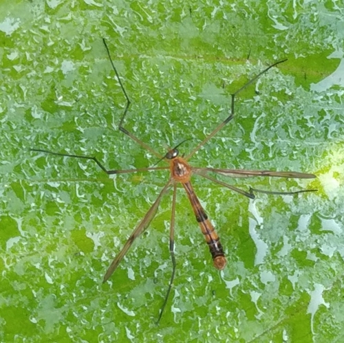 Ptychoptera capensis · iNaturalist