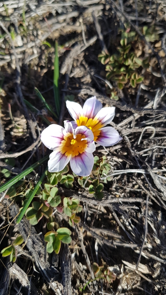 Romulea hallii from Karoo Hoogland Municipality, South Africa on August ...