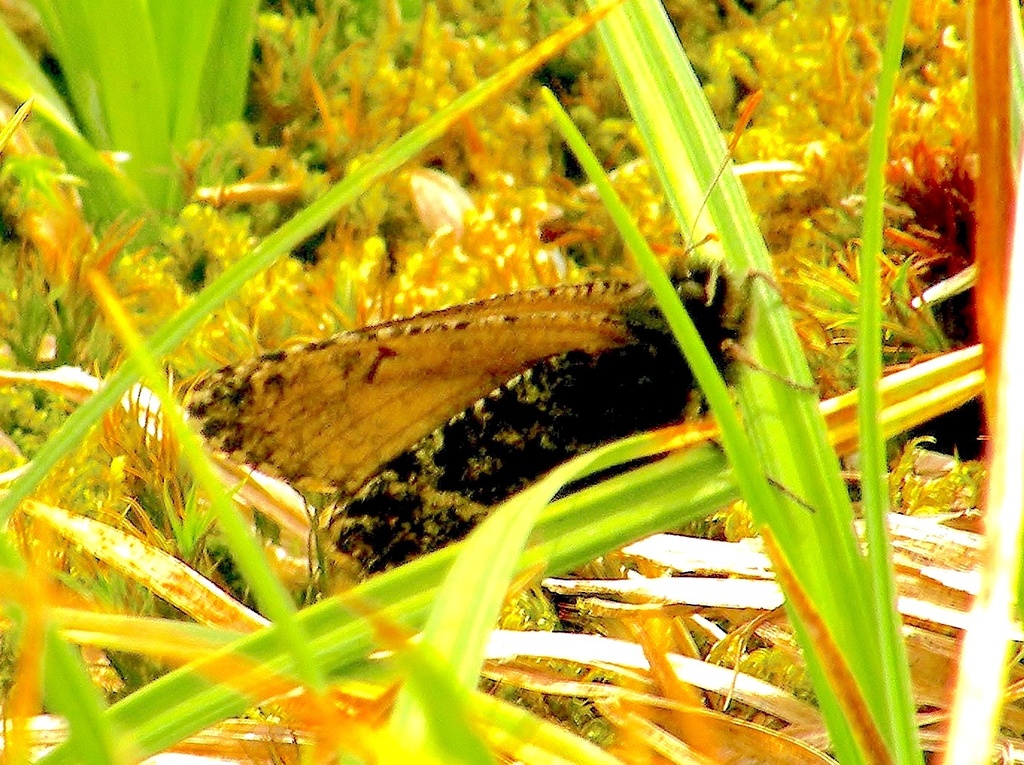 White Mountain Arctic from Coos County, NH, USA on July 09, 2015 at 11: ...